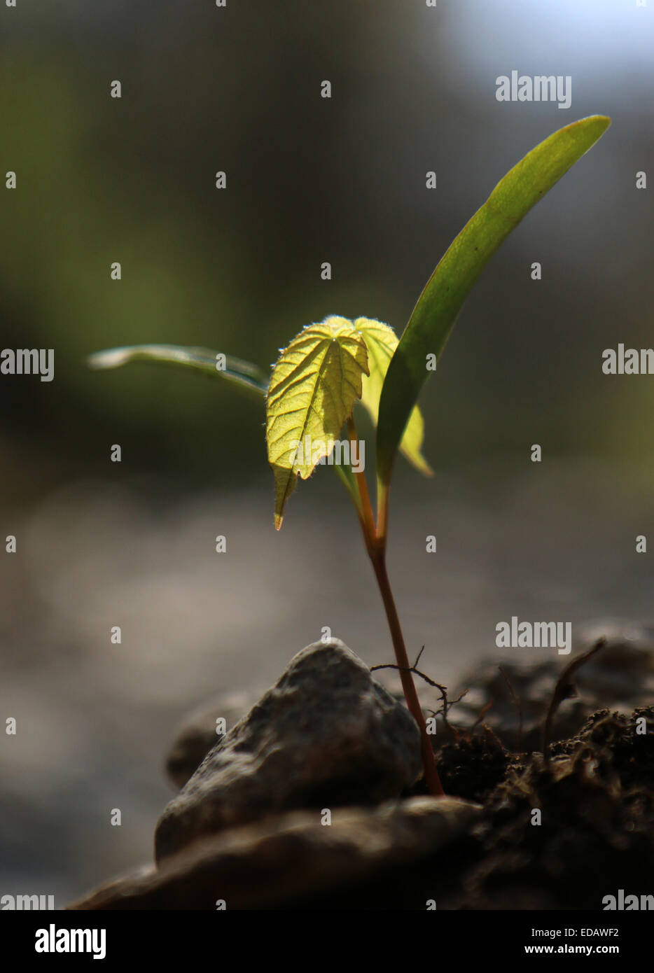 Sugar maple tree seed germinating Ohio Stock Photo - Alamy