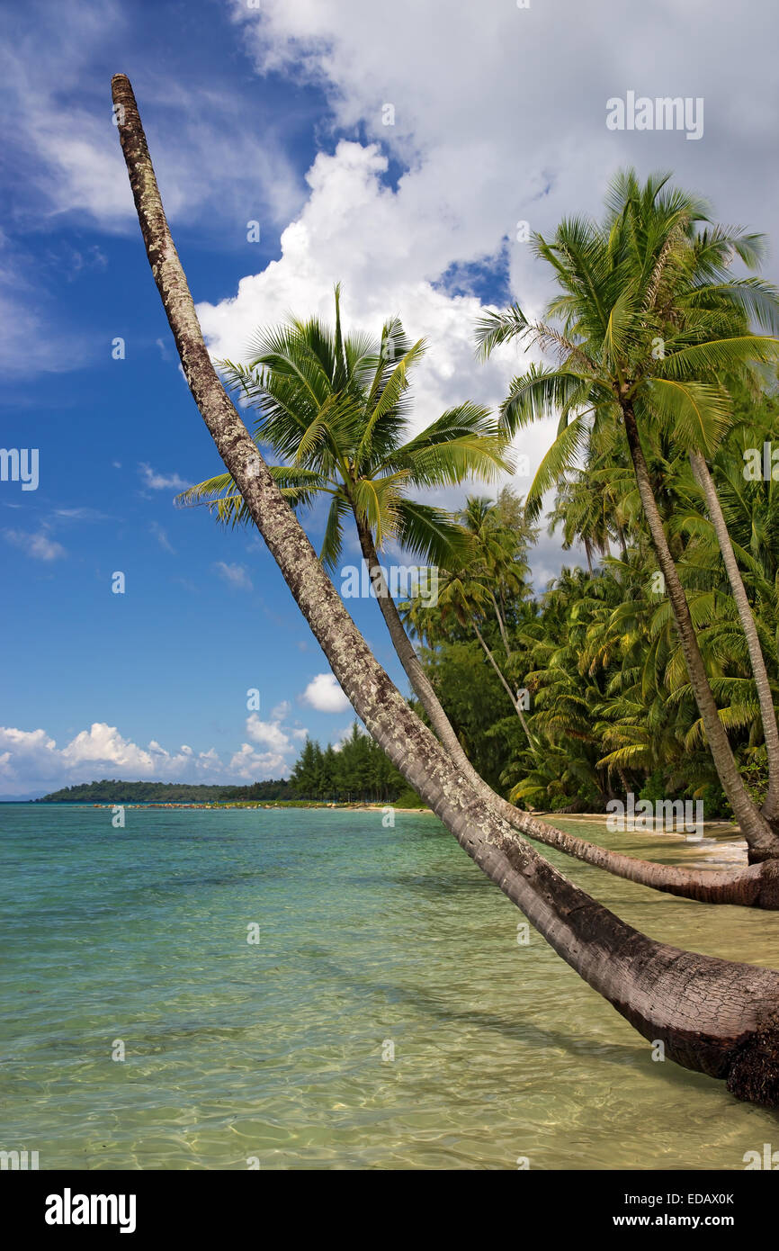 Sea coconut hi-res stock photography and images - Alamy
