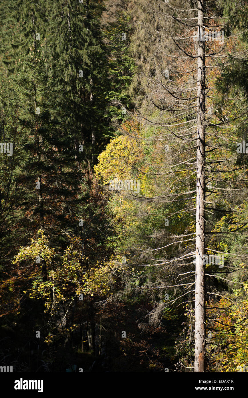 Dead tree of a conifer in a forest Stock Photo - Alamy