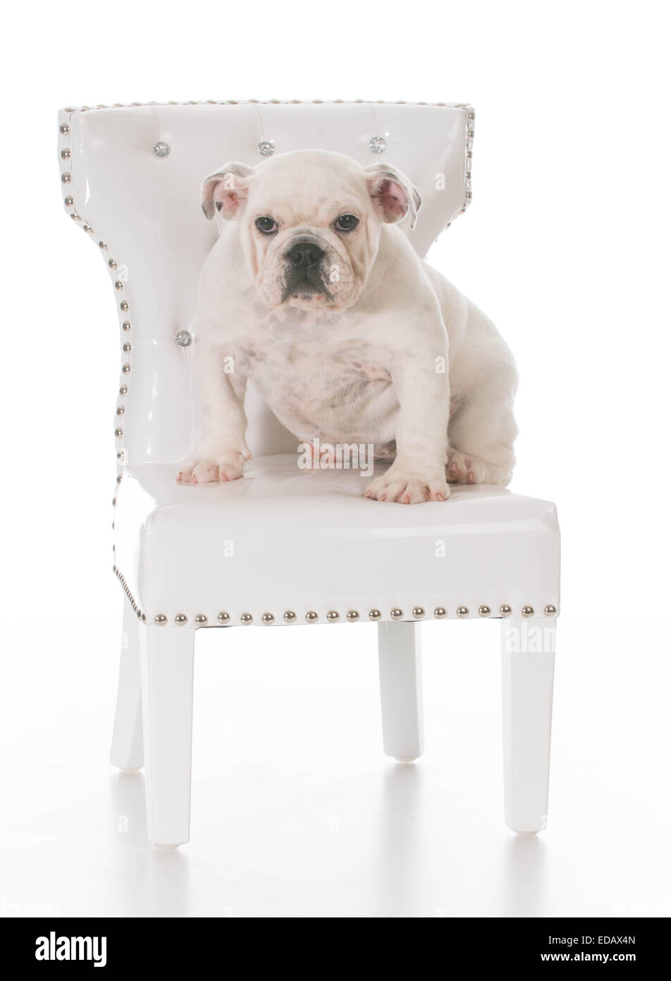 cute english bulldog puppy sitting on a white chair on white background ...