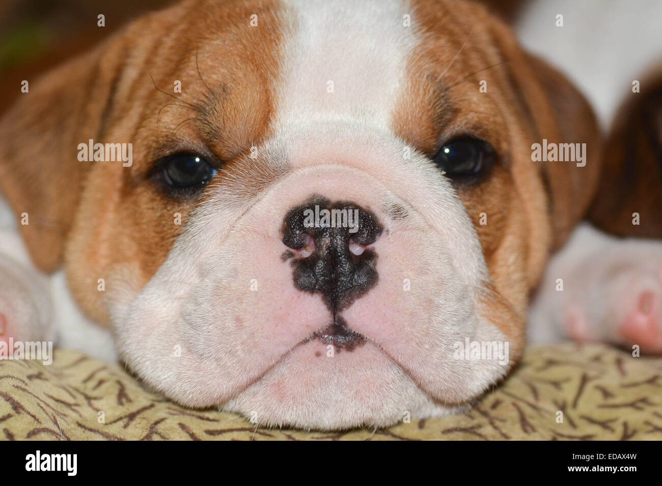 Bulldog puppy looking hi-res stock photography and images - Alamy
