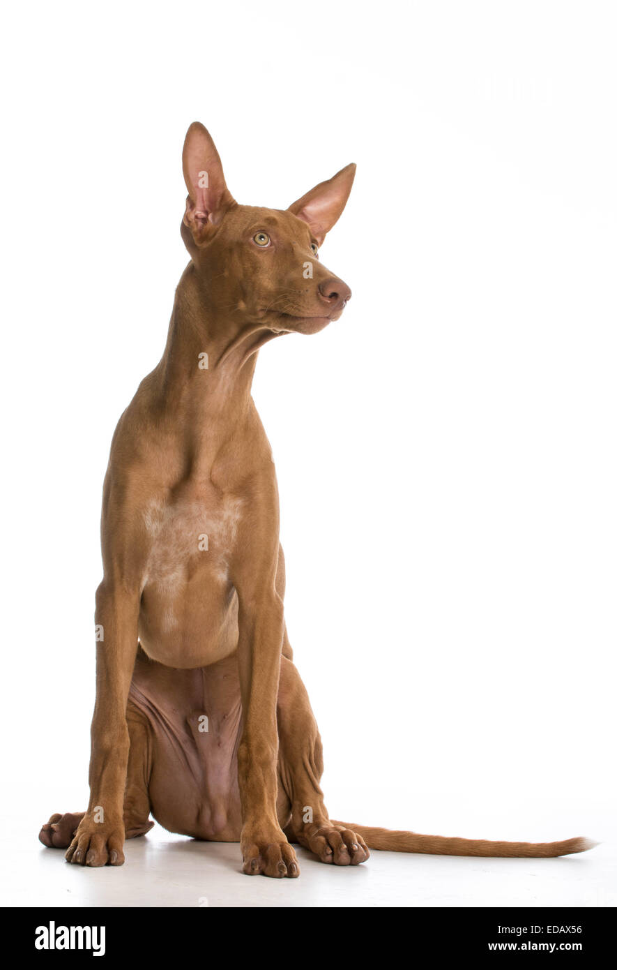 Pharaoh Hound Boxer Mix