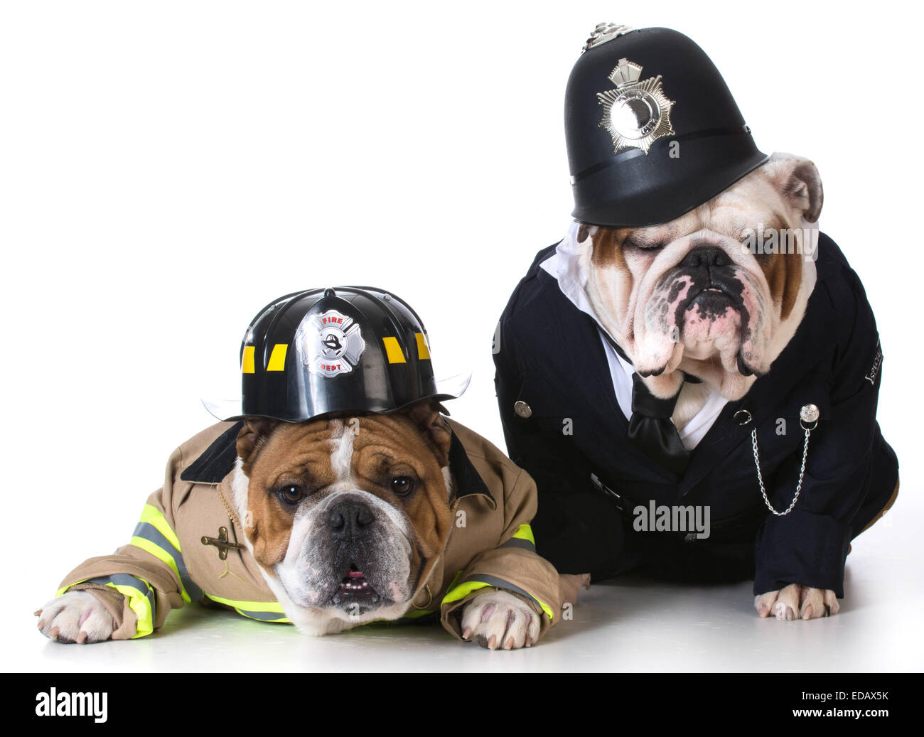 dog dressed up as firefighter and policeman on white background Stock ...