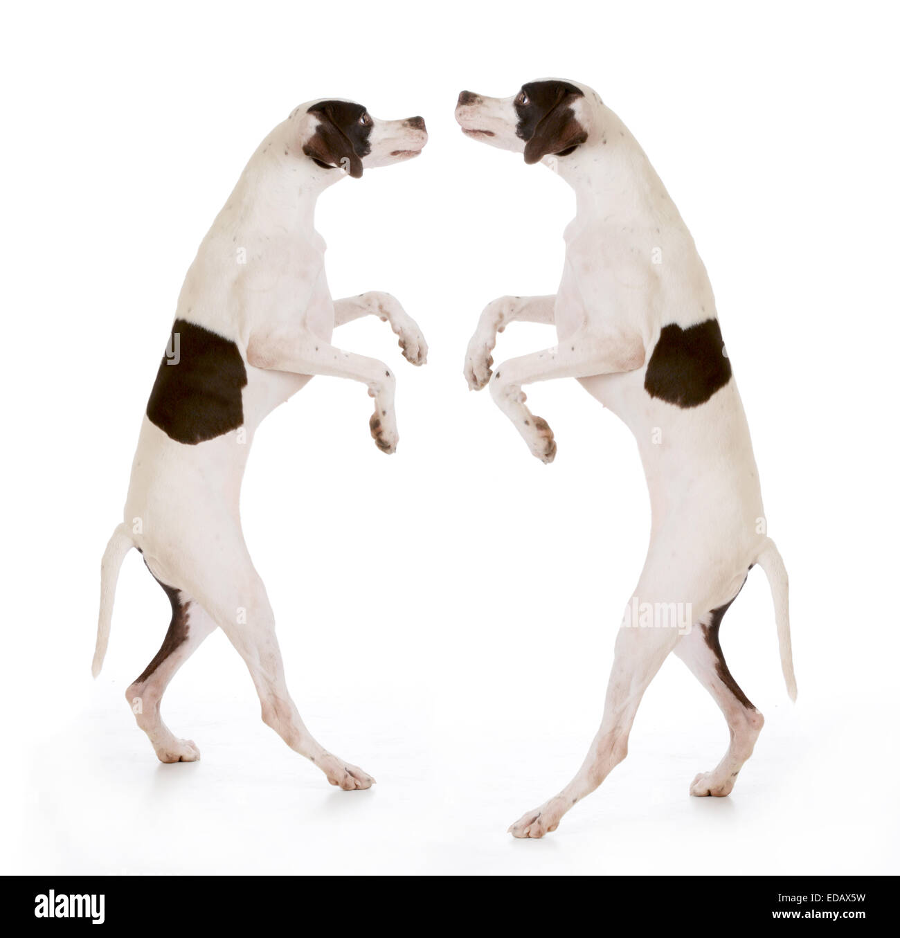 two pointers standing dancing on white background Stock Photo - Alamy