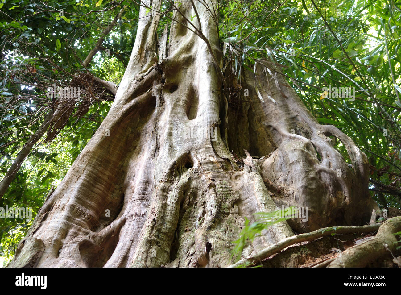 Huge dead forest giant tree in rainforest Koh Lanta, Mu Ko Lanta ...