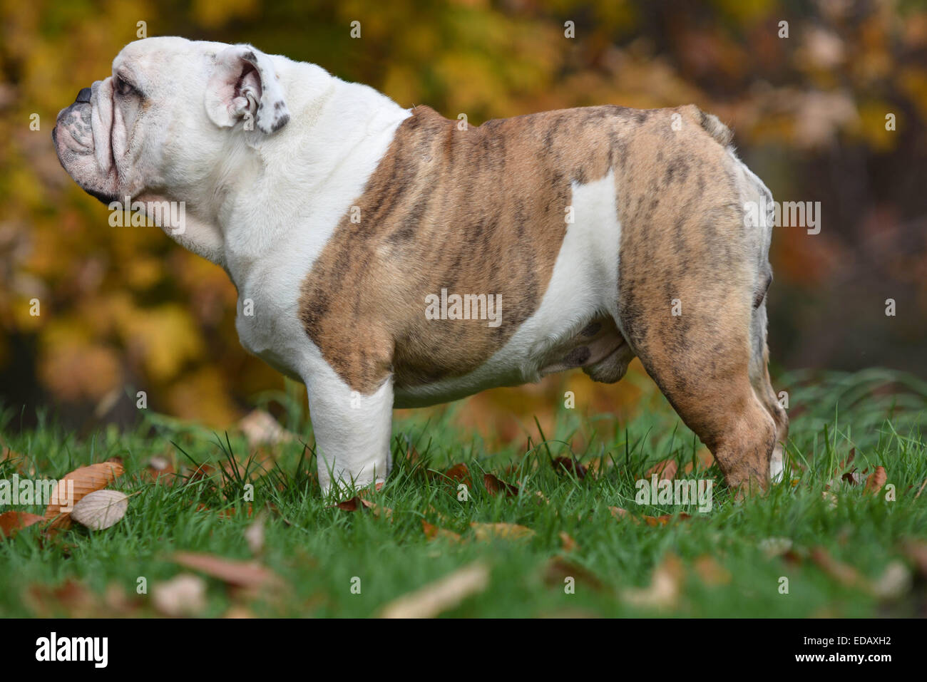 english bulldog, dog, canine, pet, purebred, outside, autumn, outdoors ...