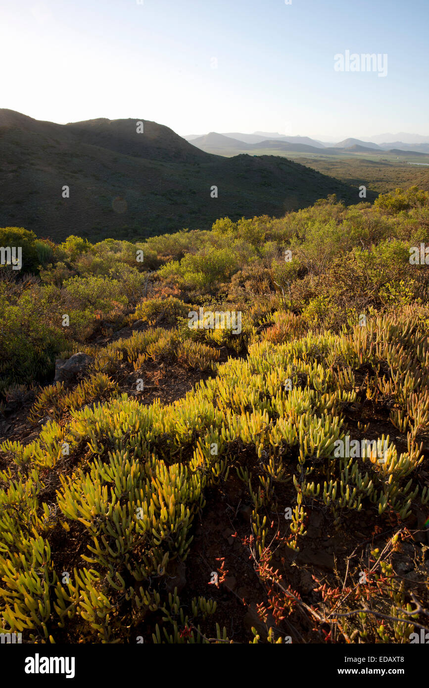 Fynbos biome hi-res stock photography and images - Alamy