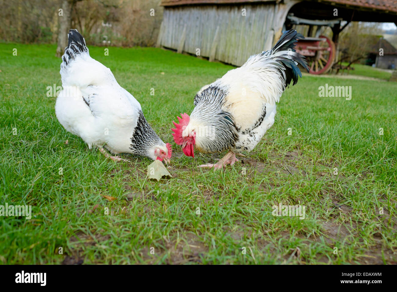 White hen foraging hi-res stock photography and images - Alamy