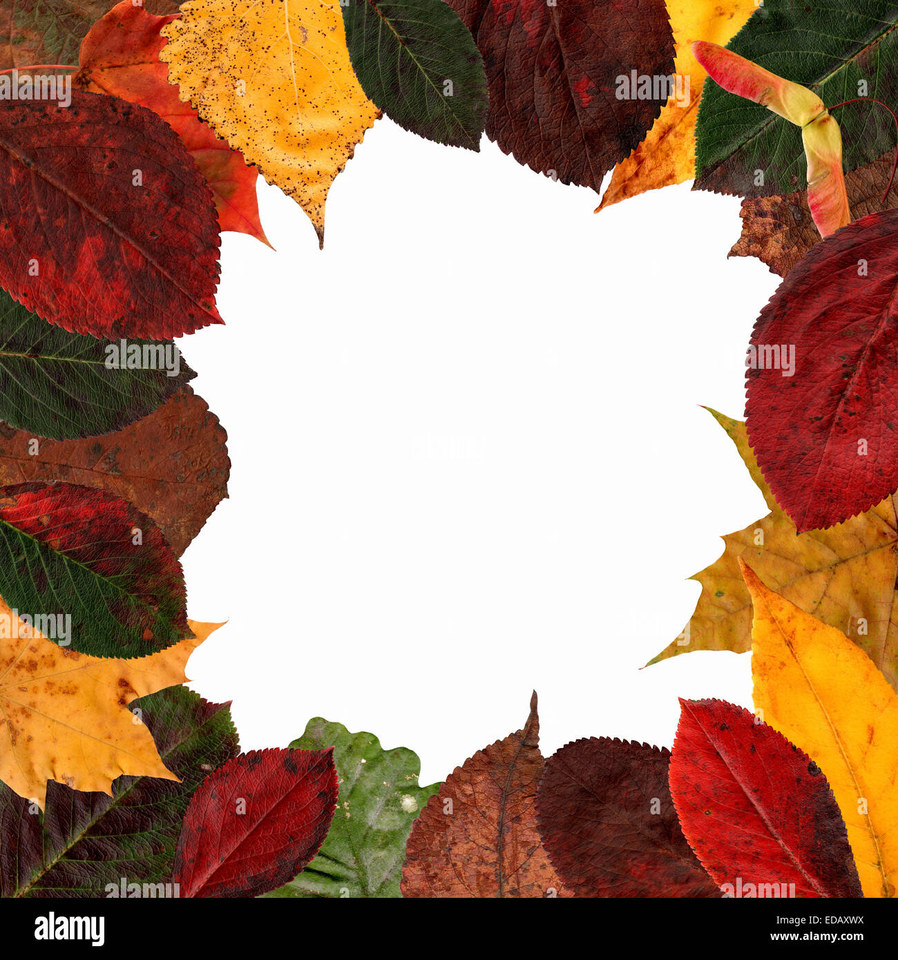 frame of autumn leaves Stock Photo - Alamy