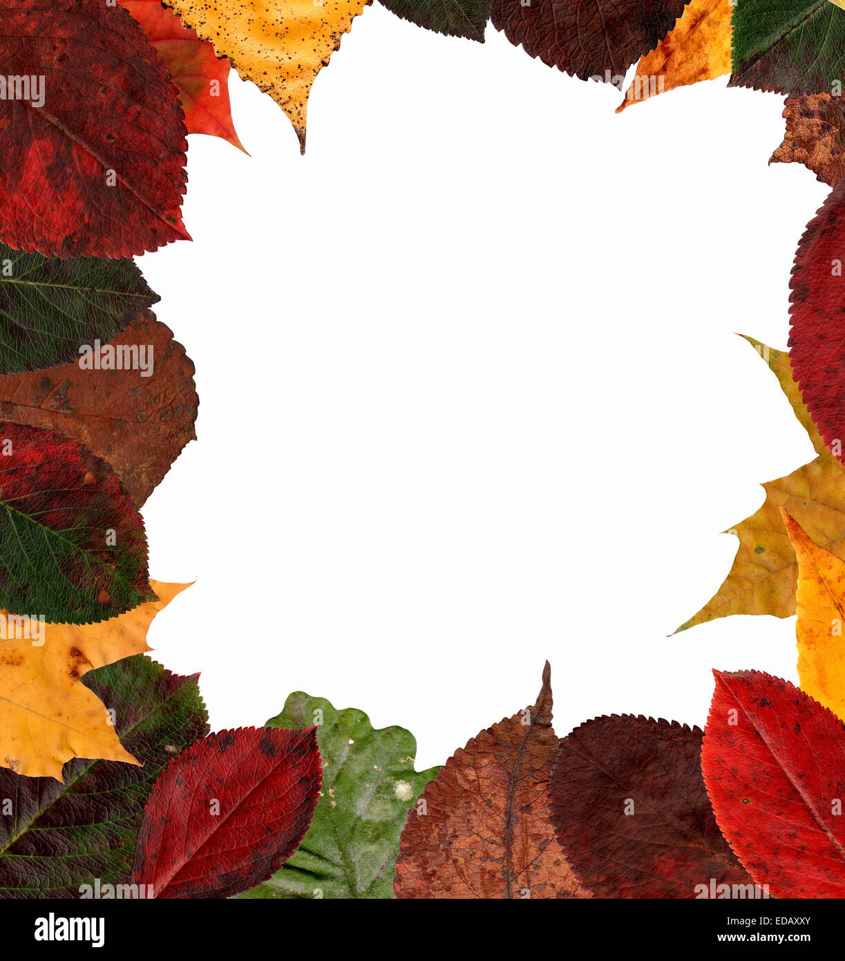 frame of autumn leaves Stock Photo - Alamy