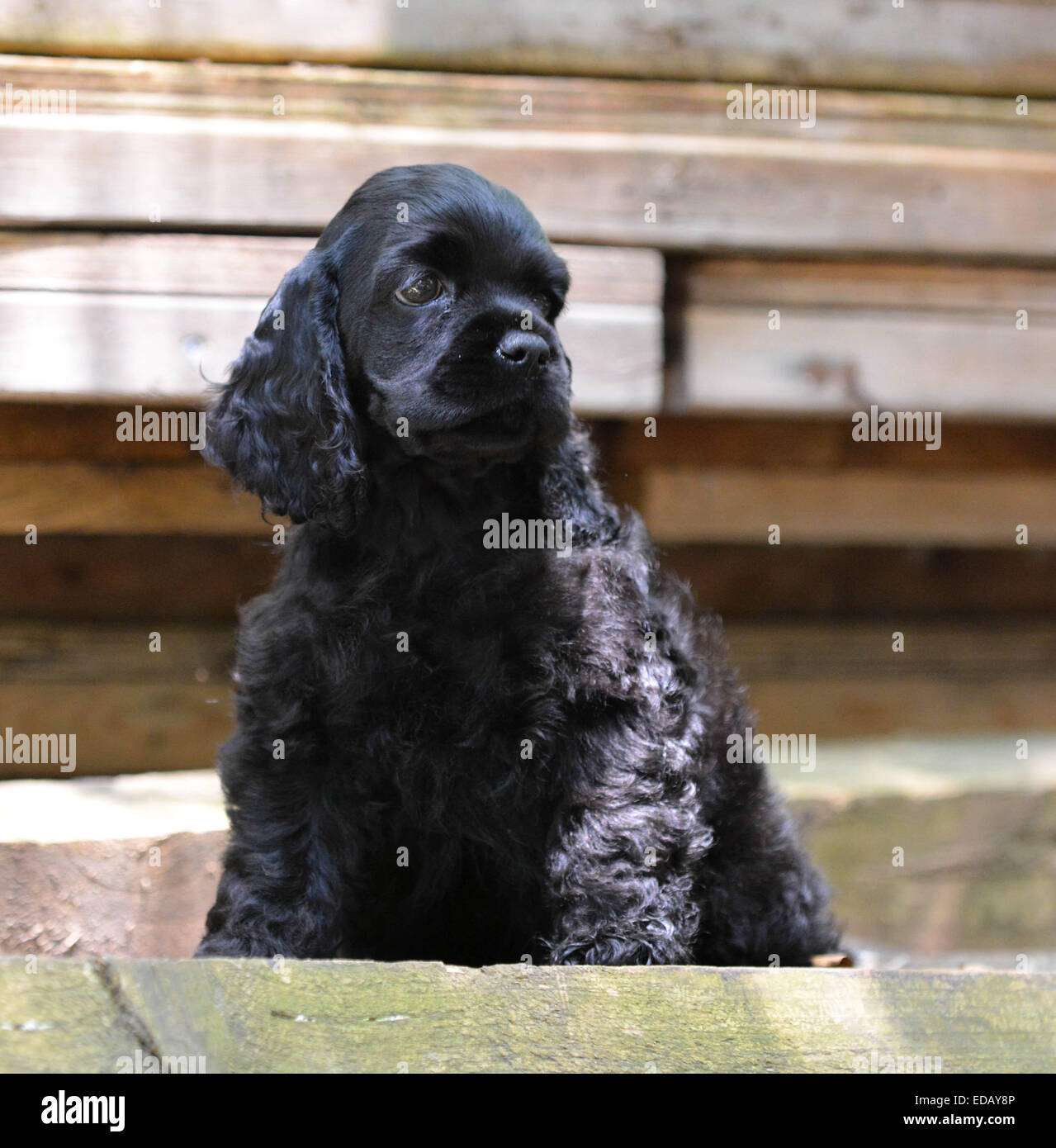 cocker spaniel puppy sitting on a stack of wood - 8 weeks old Stock ...