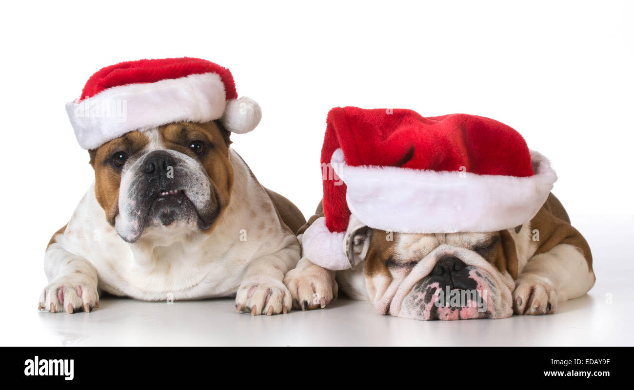dog santas - english bulldogs wearing santa hats on white background ...