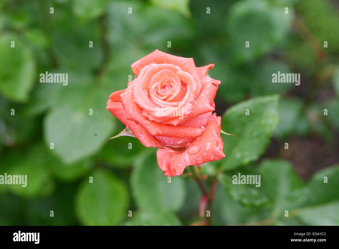 Red rose in the garden Stock Photo - Alamy