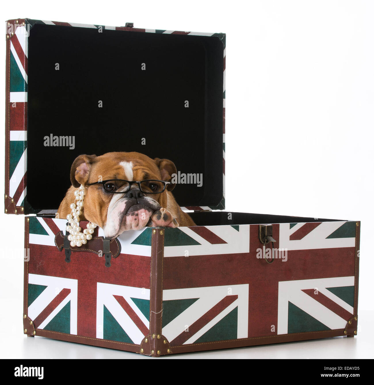 english bulldog in a british flag crate on white background Stock Photo ...