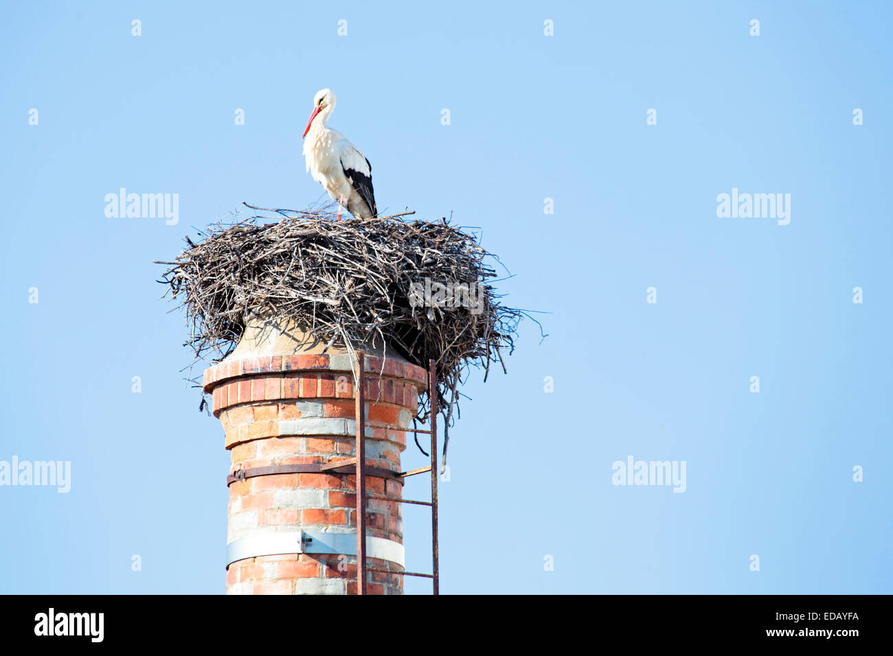 Stork nest chimney hi-res stock photography and images - Alamy