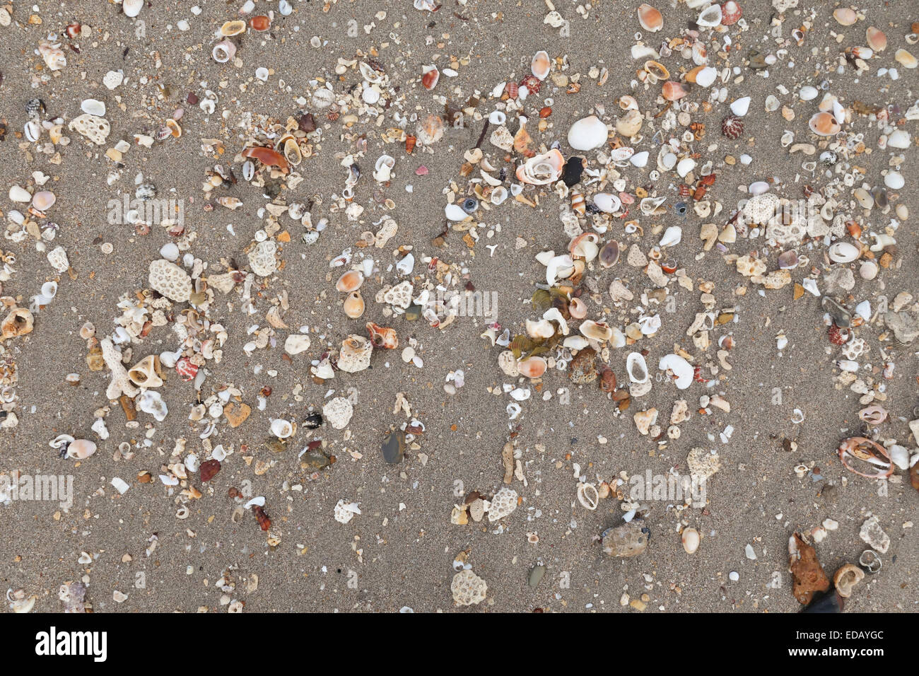 Broken shells on the beach of Bamboo bay, Koh Lanta Thailand, Southeast ...