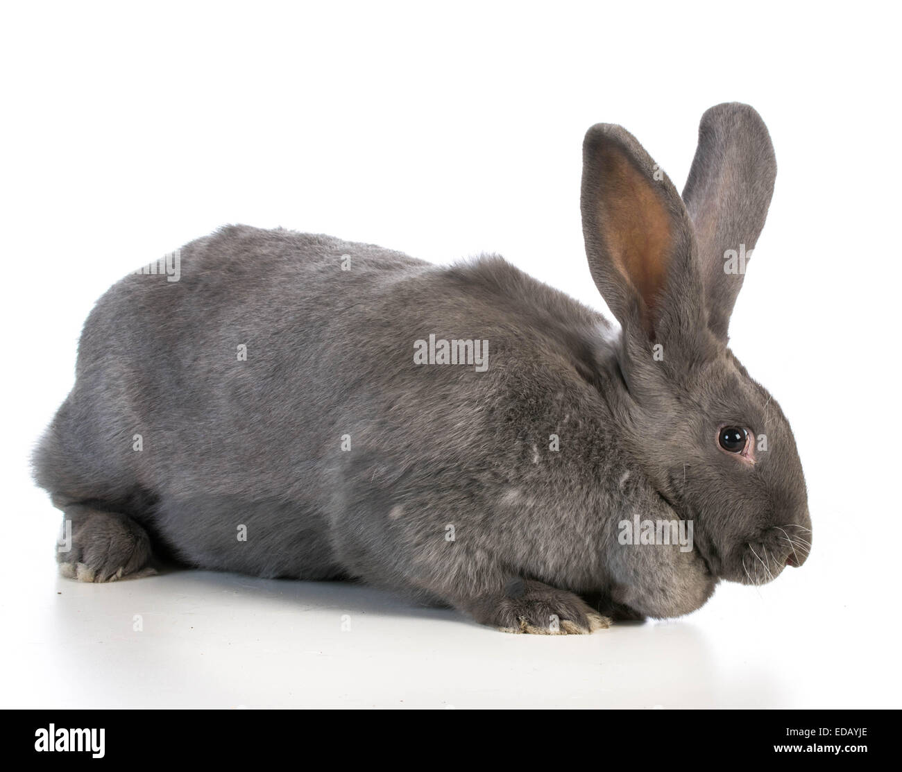 giant flemish bunny on white background Stock Photo - Alamy