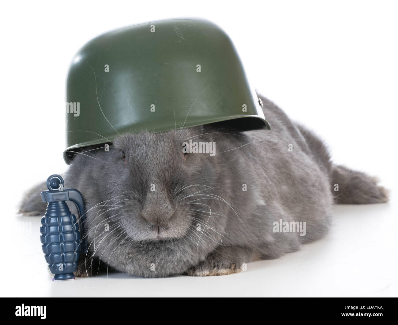 bunny soldier - rabbit wearing military helmet on white background ...