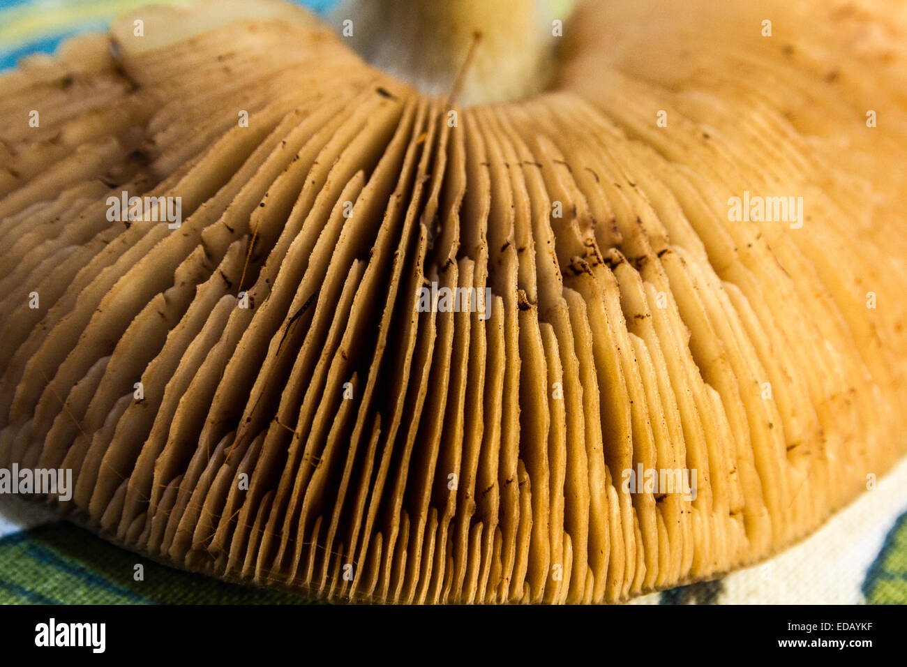 Large brown mushroom hi-res stock photography and images - Alamy