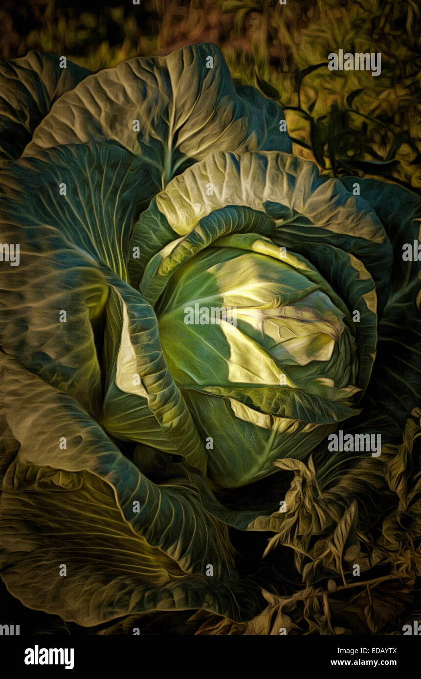 Cabbage Painting