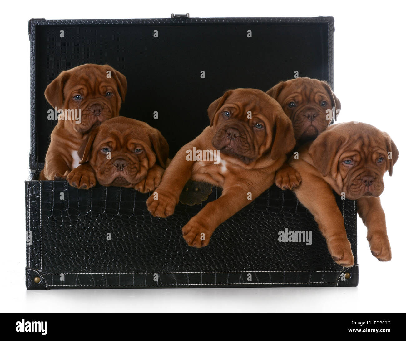 Five week old puppies hi-res stock photography and images - Alamy