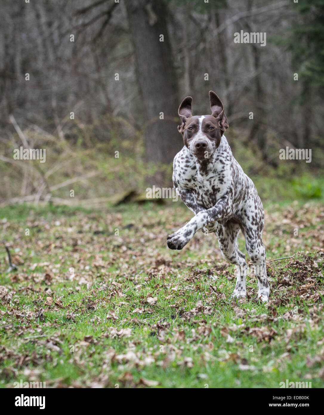 german shorthaired pointer running in the woods Stock Photo - Alamy