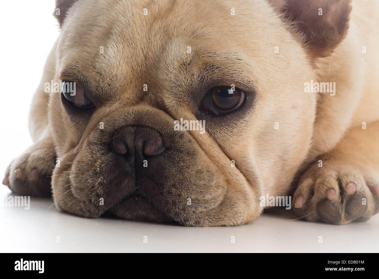 french bulldog laying down on white background Stock Photo - Alamy