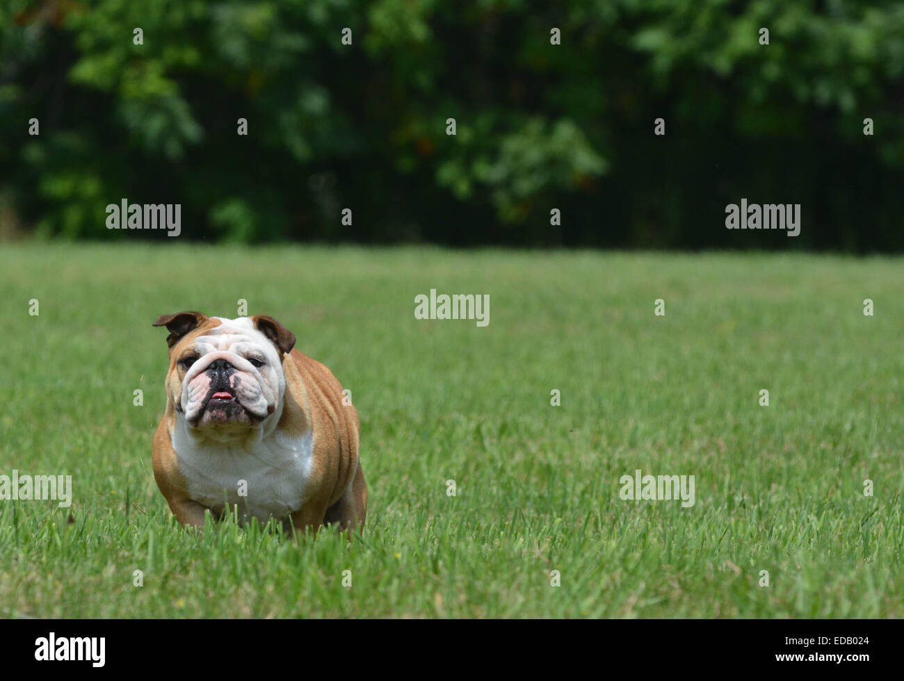 English bulldog outside hi-res stock photography and images - Alamy