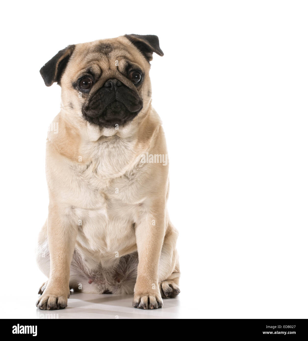 pug looking at viewer sitting isolated on white background Stock Photo ...