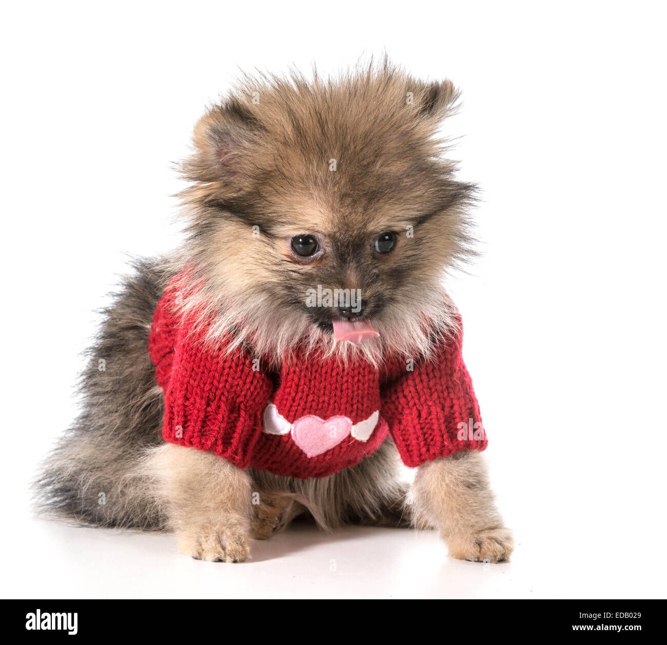 pomeranian wearing red sweater with hearts Stock Photo - Alamy