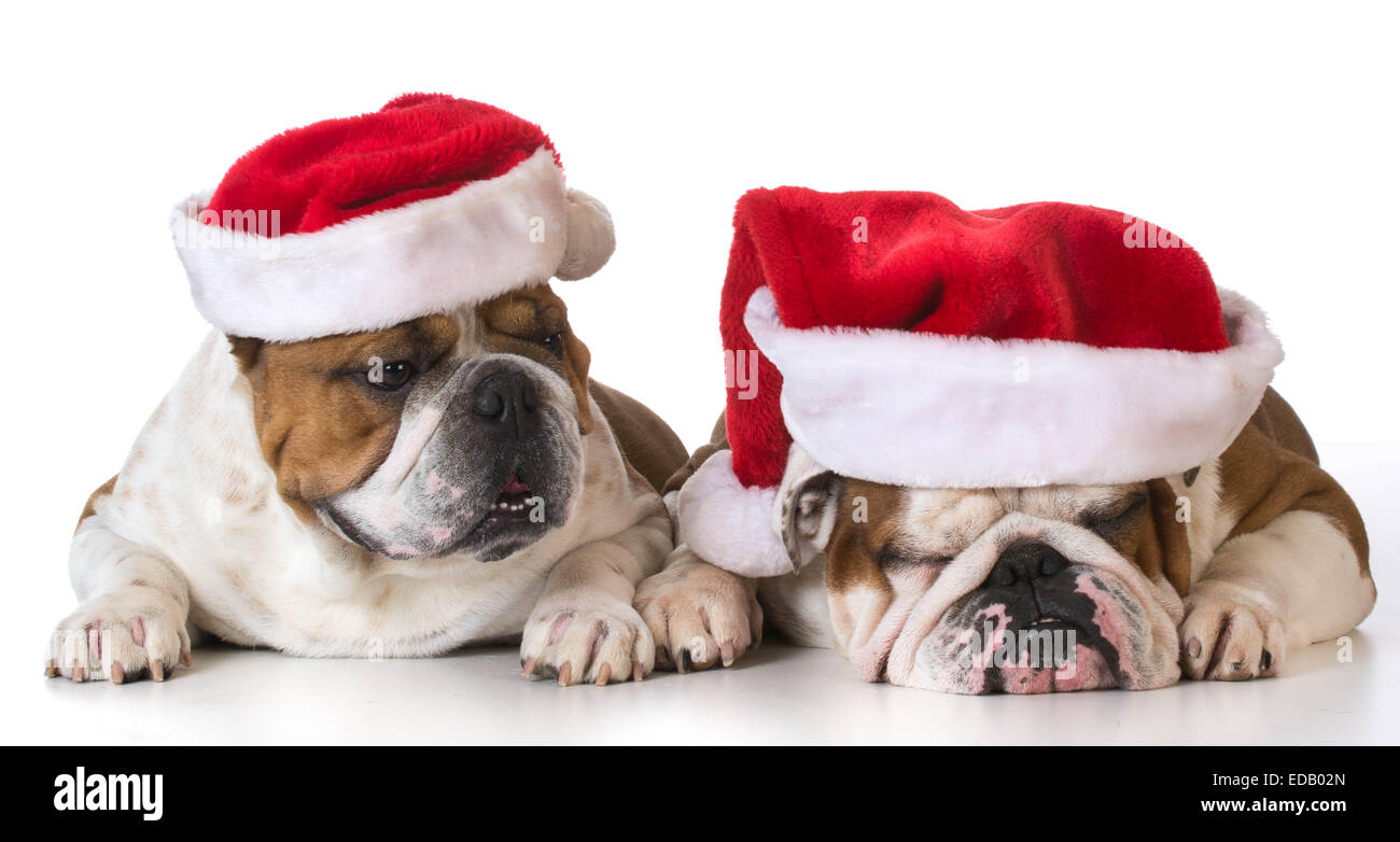 dog santas - english bulldogs wearing santa hats on white background ...