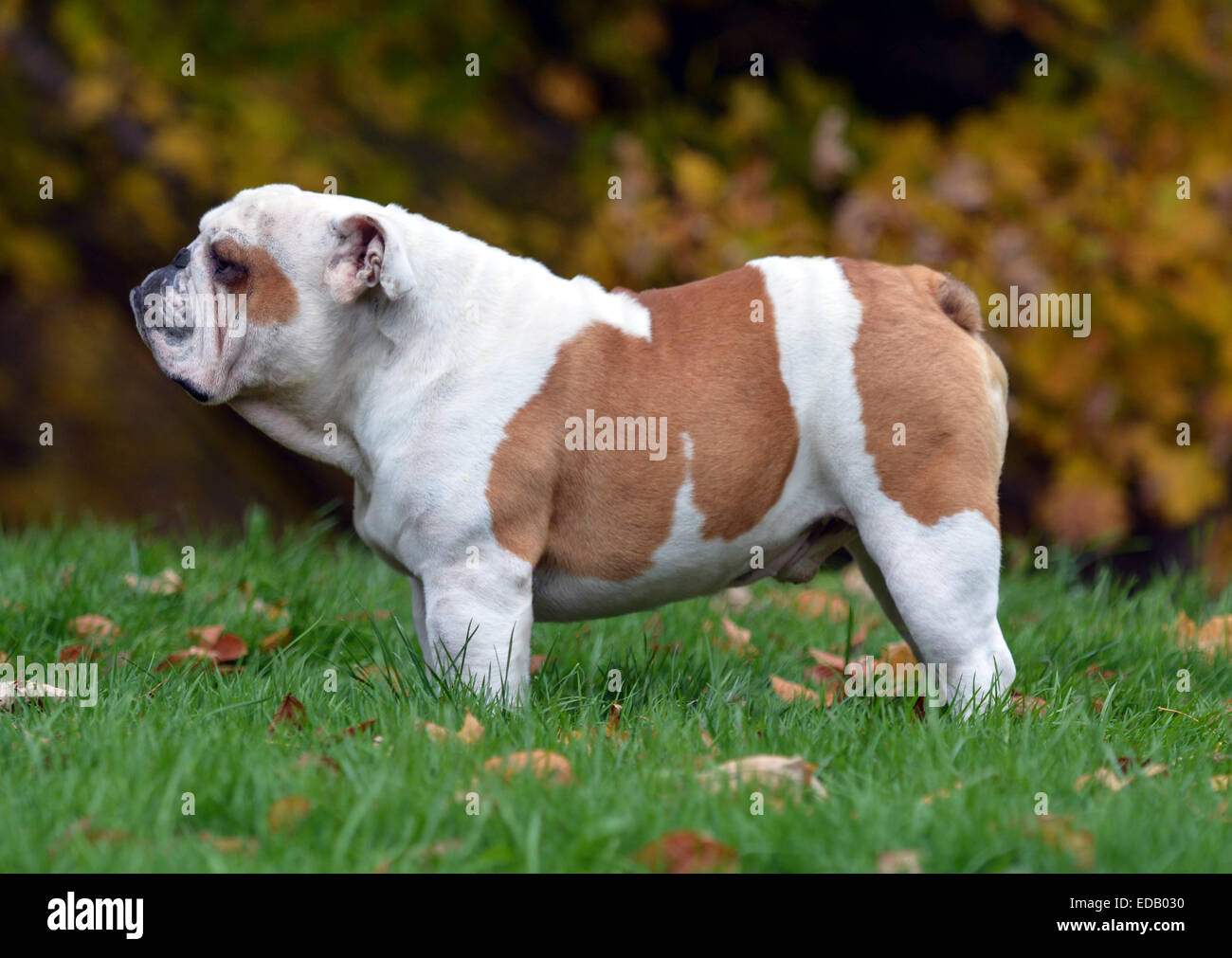 english bulldog standing in the grass Stock Photo - Alamy
