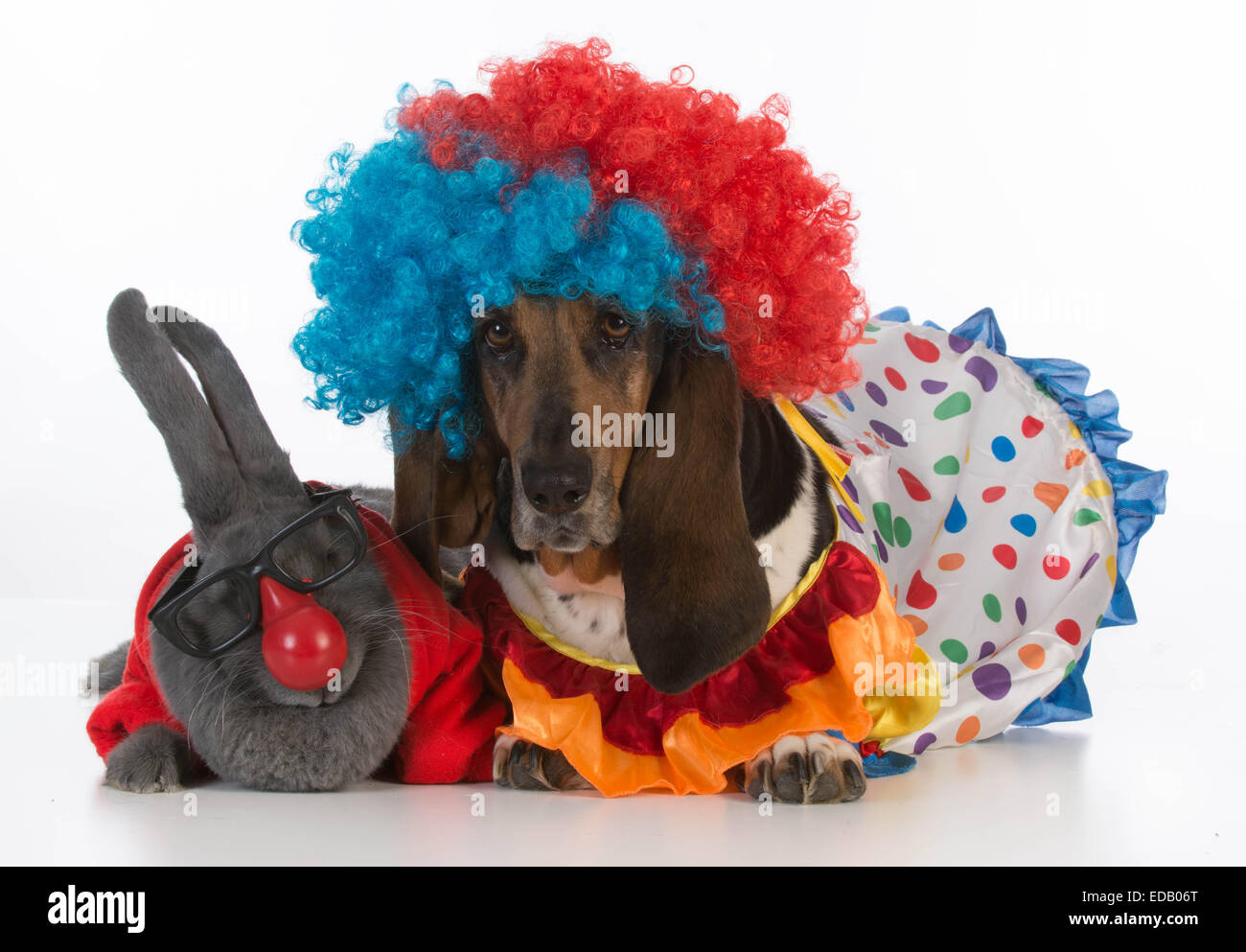 Rabbit costumes hi-res stock photography and images - Alamy