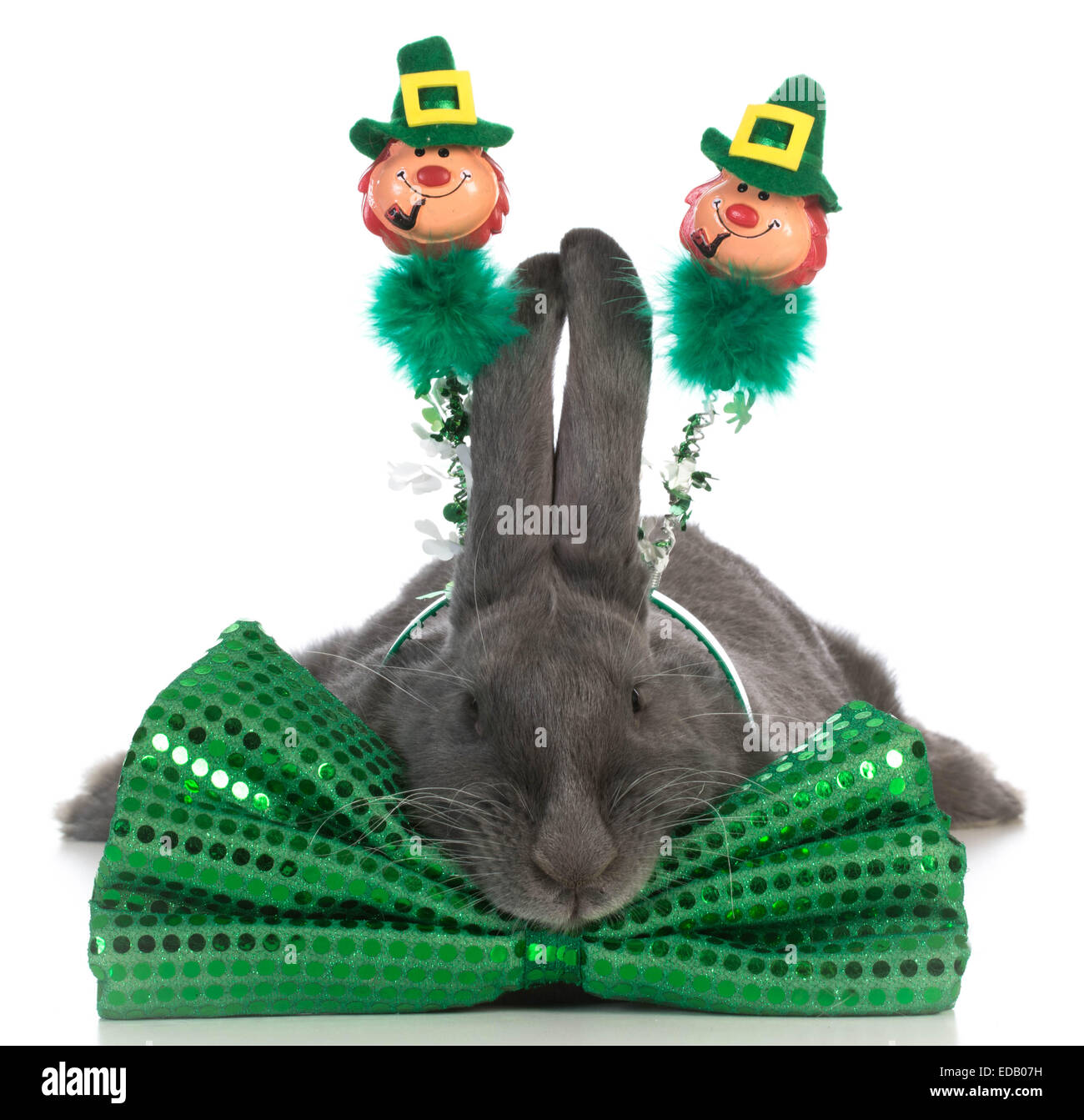 st patricks day bunny wearing green bowtie on white background Stock ...