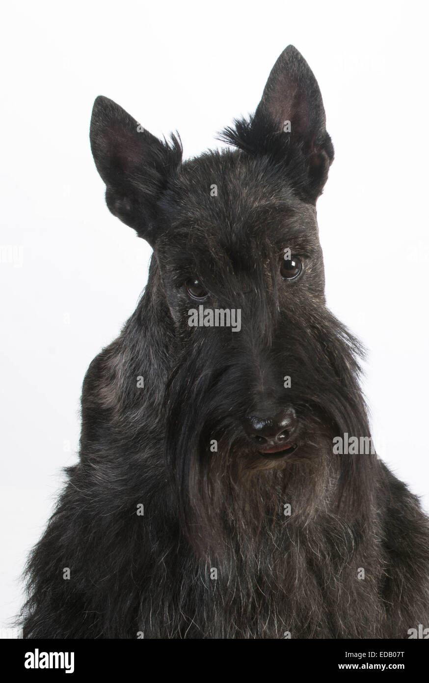 scottish terrier portrait on white background Stock Photo - Alamy