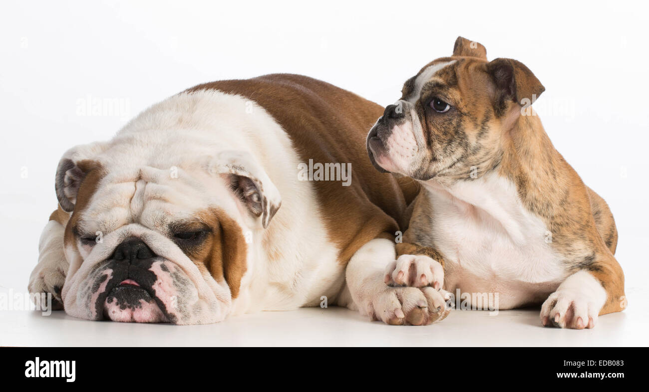 Can A 5 Year Old English Bulldog Have Puppies