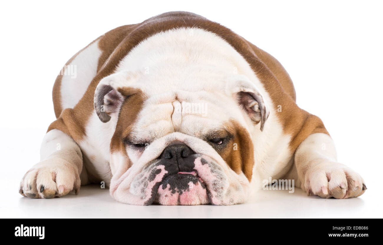 english bulldog laying down on white background - male 5 years old ...