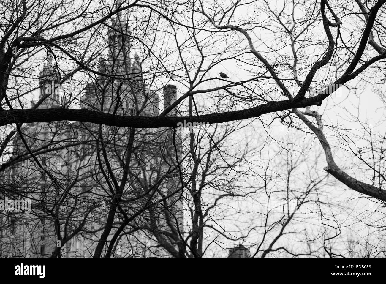 Central park sparrow hi-res stock photography and images - Alamy