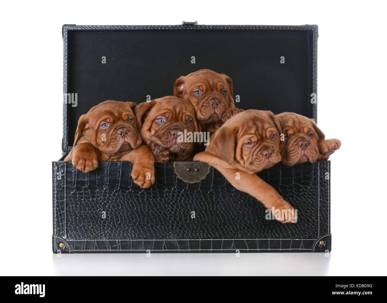 Five week old puppies hi-res stock photography and images - Alamy