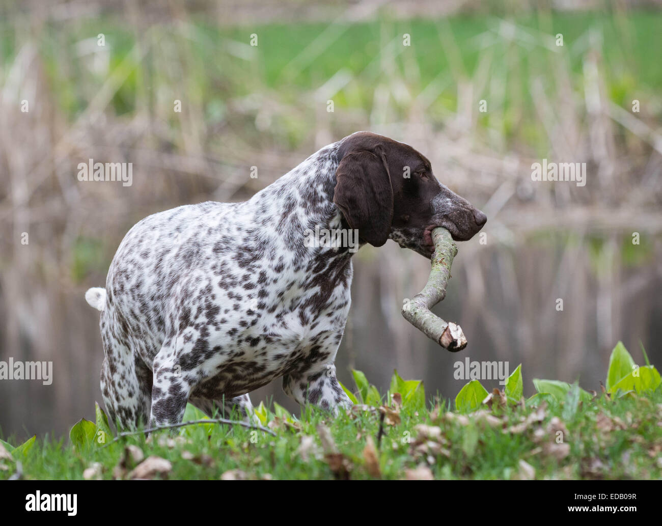 Holding pointer stick hi-res stock photography and images - Alamy