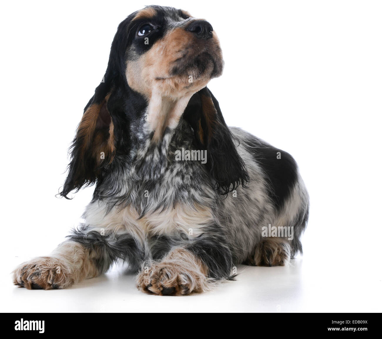 cute puppy - english cocker spaniel puppy laying down on white ...