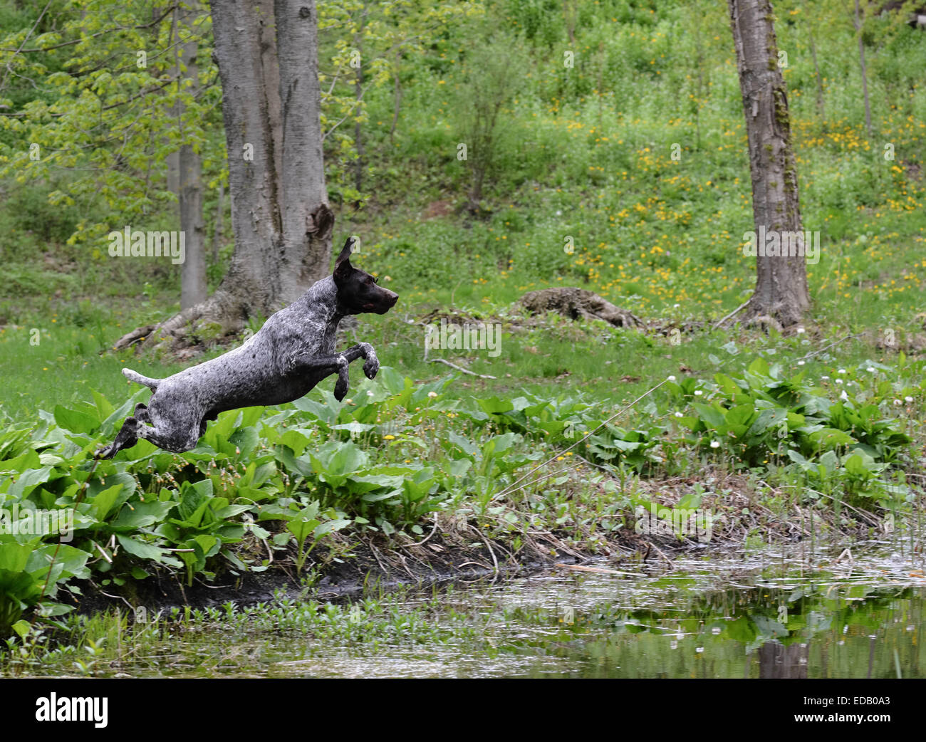 German shorthaired pointer exercise hi-res stock photography and images ...
