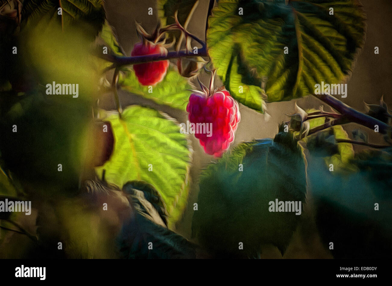 Raspberry illustrations hi-res stock photography and images - Alamy