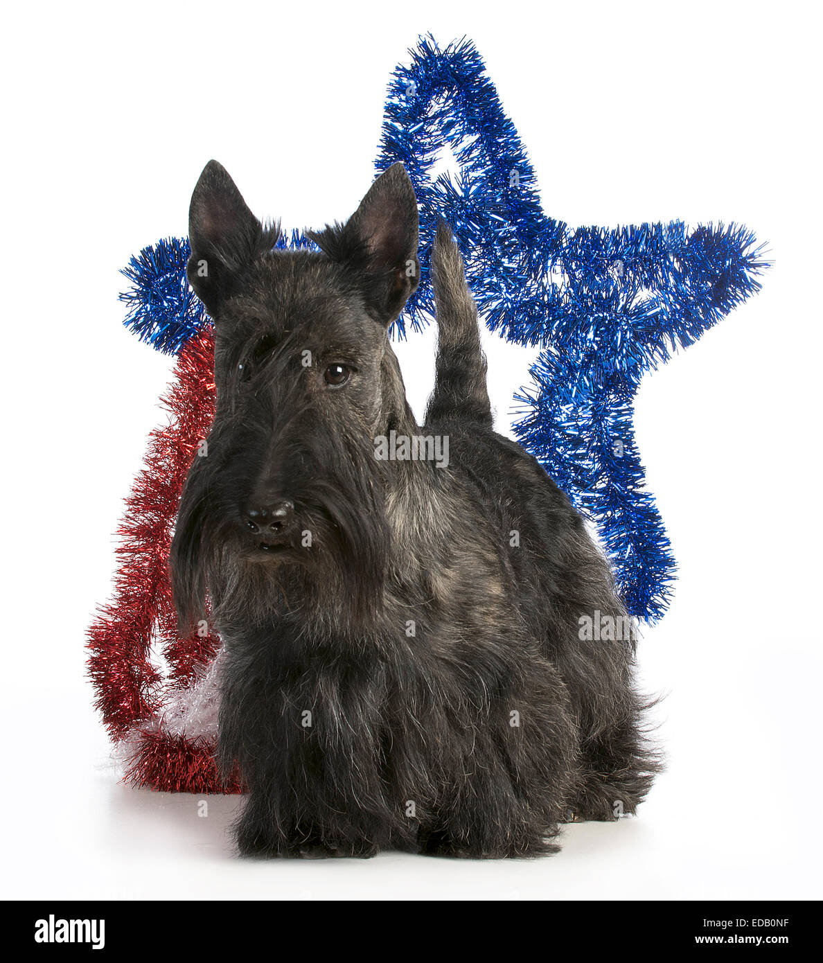 scottish terrier standing with a star behind his back on white ...