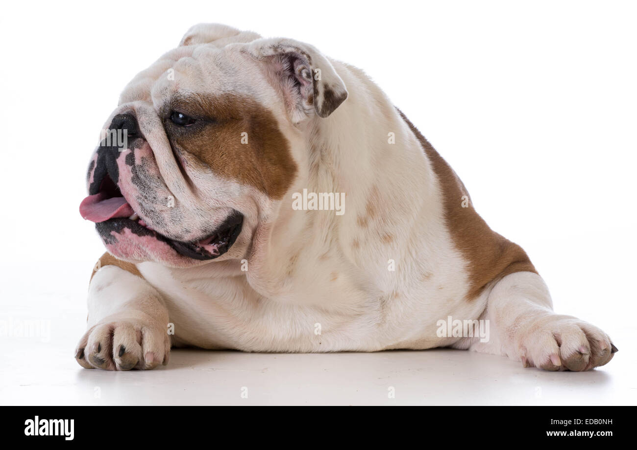 english bulldog laying down on white background - male 5 years old ...