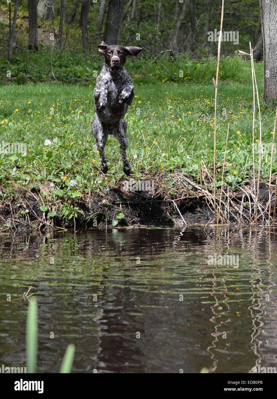 german shorthaired pointer jumping into the river Stock Photo - Alamy