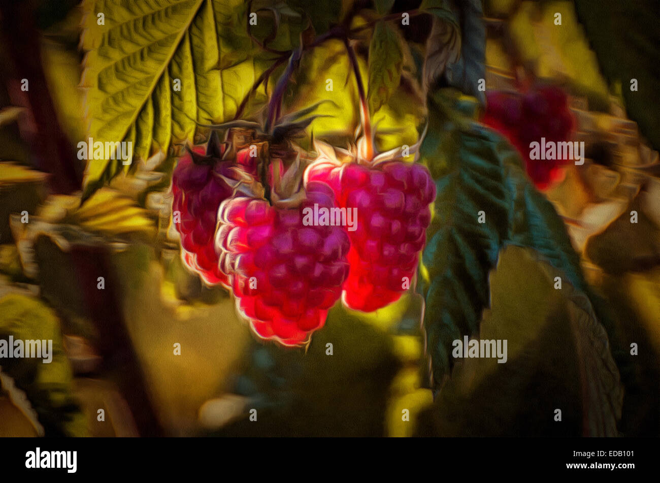 Species of genus rubus hi-res stock photography and images - Alamy