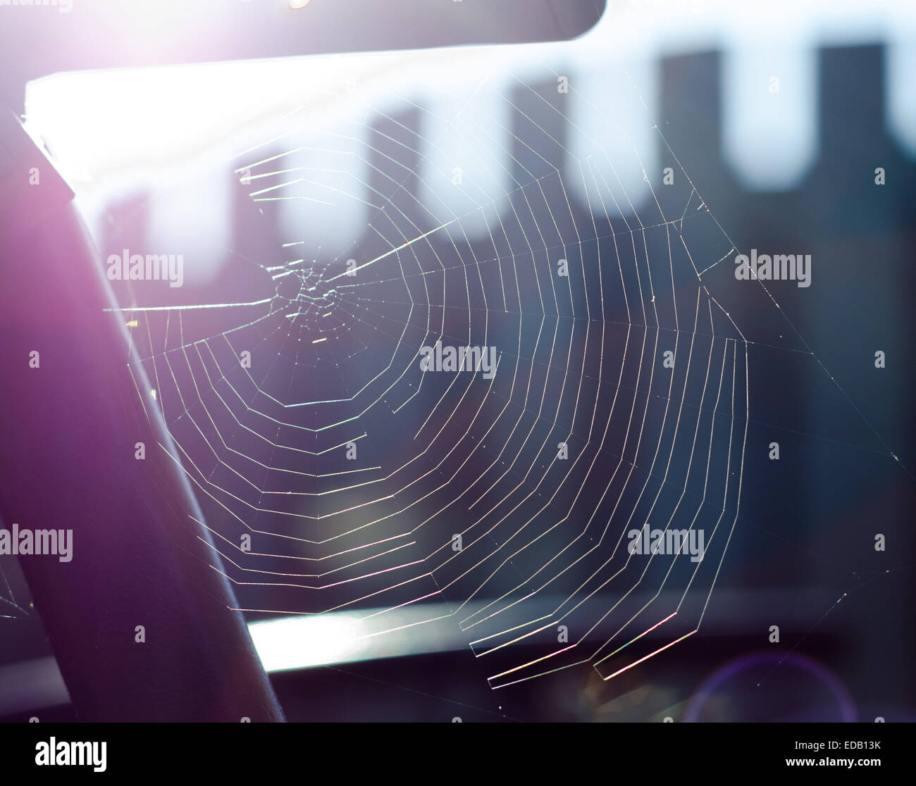 Spiders webs, technology of the natural world. The architects of our ...