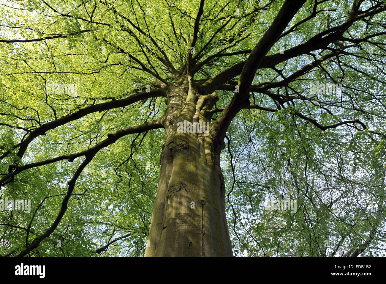 Green Tree Looking up. Netherlands Stock Photo - Alamy