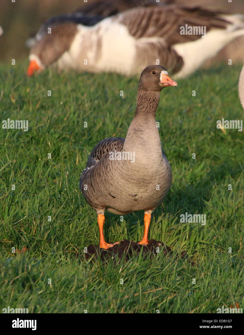 Lesser white-fronted goose (Anser erythropus), a rare migrant in ...